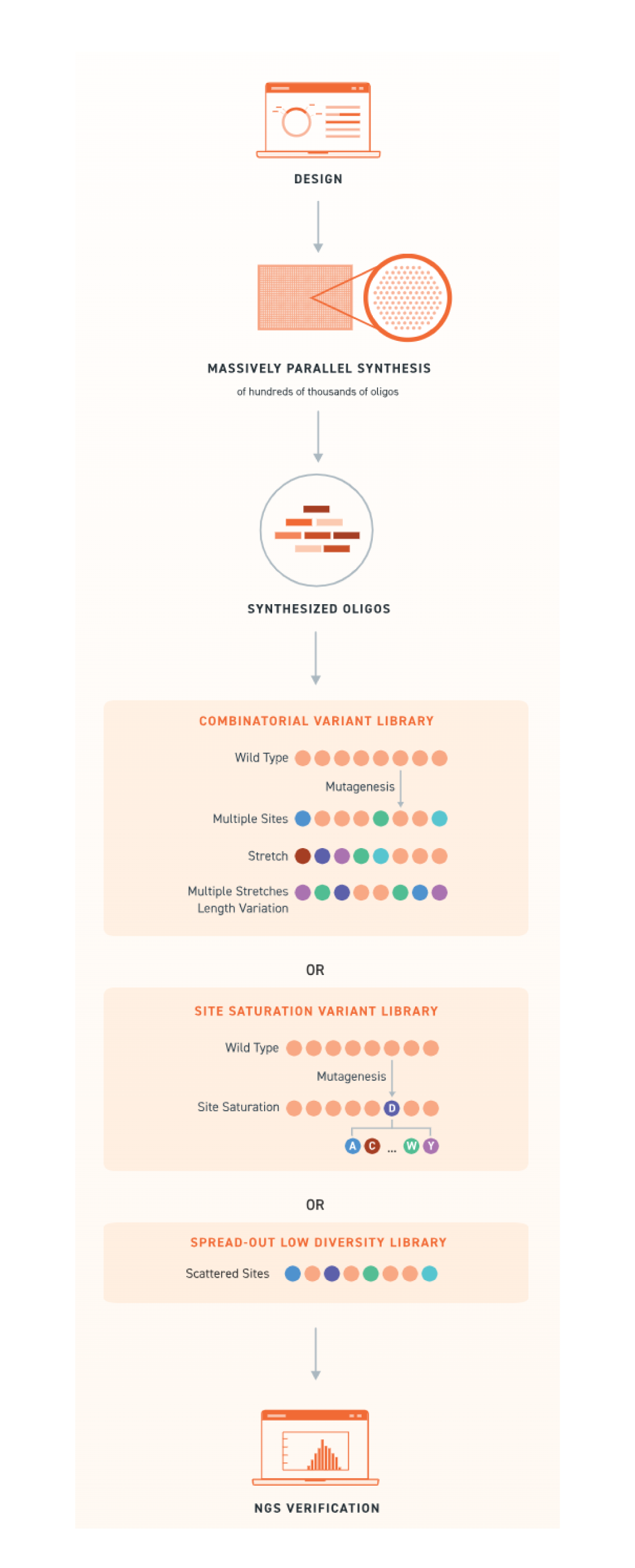 Synbio Libraries - Decode Science