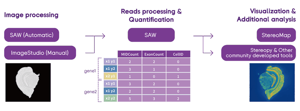 STOmics Offline Software - Decode Science
