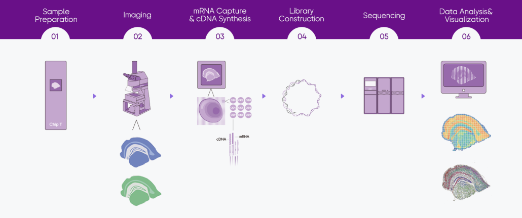 Stereo-seq Transcriptomics mIF solution - Decode Science