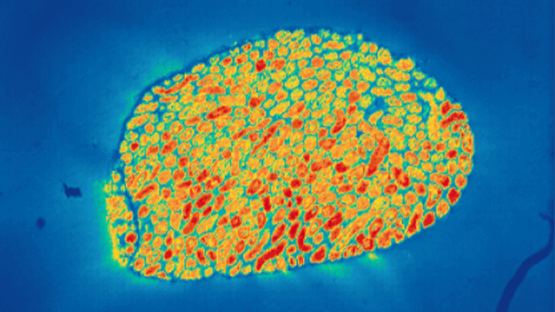 Stereo-seq Transcriptomics mIF solution - Decode Science
