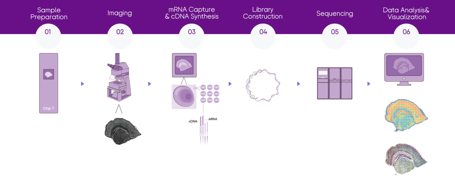 Stereo-seq Transcriptomics solution - Decode Science