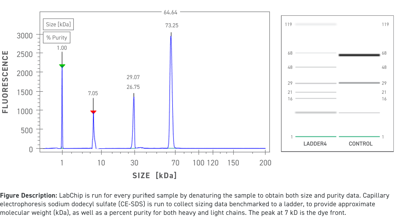 High Throughput Antibody Production - Decode Science