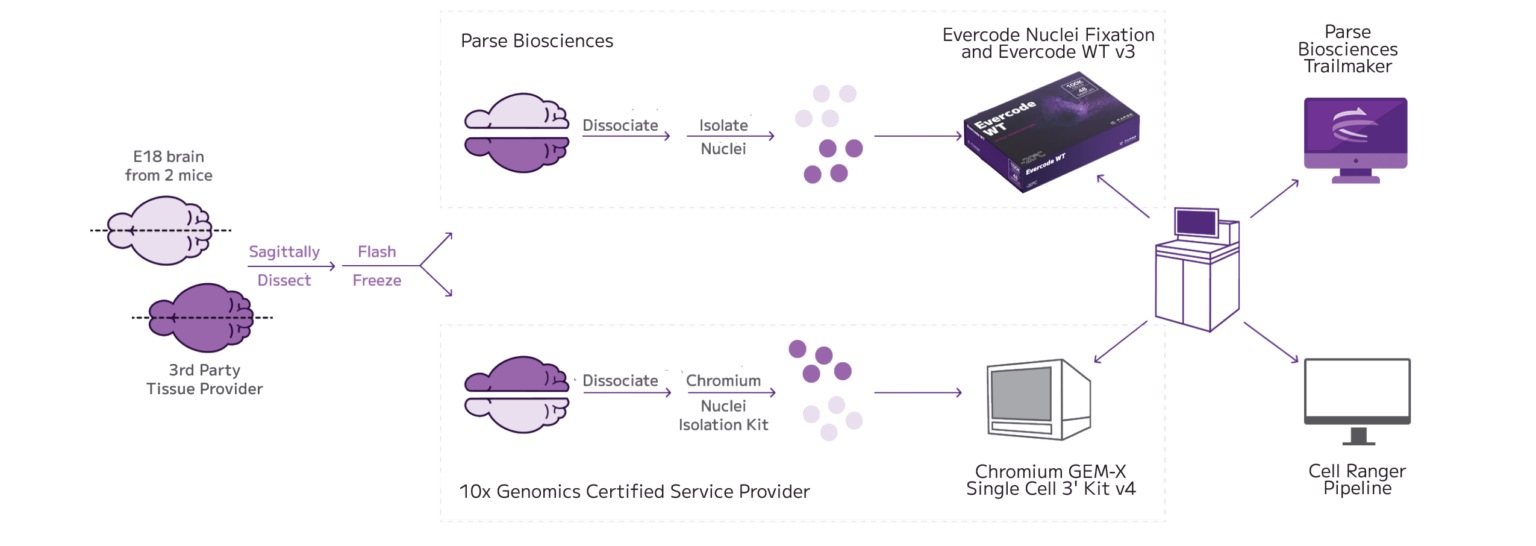 Comparison of Evercode™ WT v3 and Chromium™ GEM-X Single Cell 3’ Kit v4 ...
