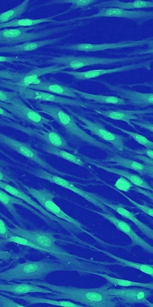 Immortalised Cells - Decode Science